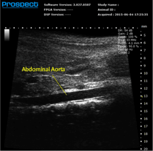 Longitudinal view of the abdominal aorta of a mouse - Scintica