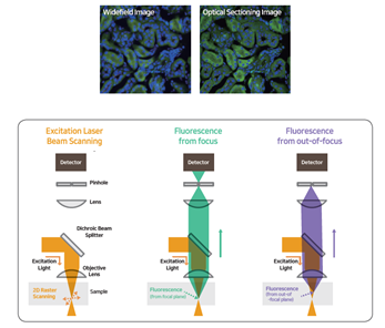 Laser focus - Scintica
